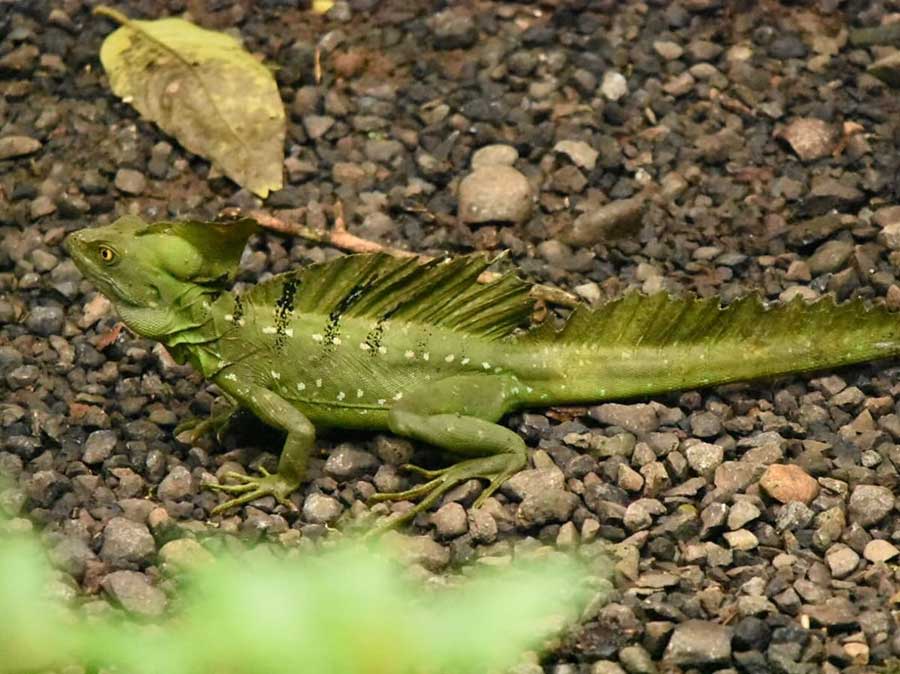 Students Study in Costa Rica - Keystone College