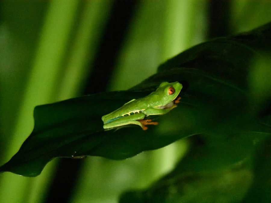 Students Study in Costa Rica - Keystone College